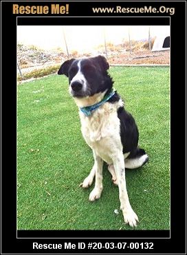 - Utah Dog Rescue - ADOPTIONS - Rescue Me!