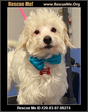 - California Maltese Rescue - ADOPTIONS - Rescue Me!