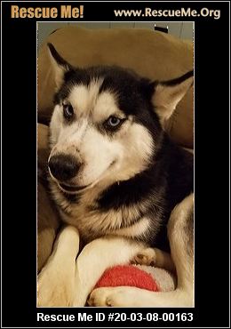 - Ohio Siberian Husky Rescue - ADOPTIONS - Rescue Me!