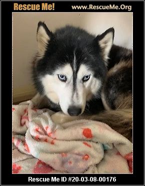 - Ohio Siberian Husky Rescue - ADOPTIONS - Rescue Me!