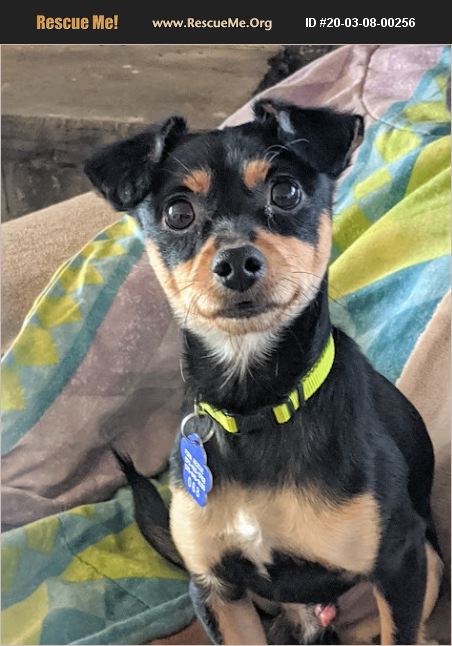 ADOPT 20030800256 ~ Miniature Pinscher Rescue ~ Kiowa, CO
