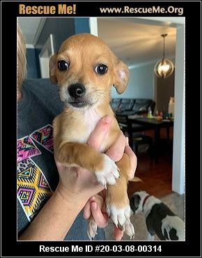 - Colorado Dog Rescue - ADOPTIONS - Rescue Me!