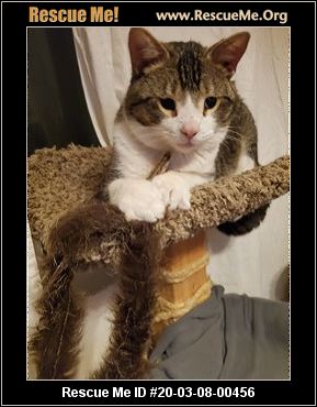 - Arizona Cat Rescue - ADOPTIONS - Rescue Me!