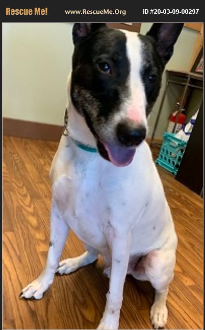 ADOPT 20030900297 ~ Bull Terrier Rescue ~ Colorado Springs, CO