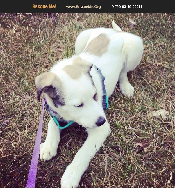 ADOPT 20031000077 ~ Siberian Husky Rescue ~ West Newbury, MA