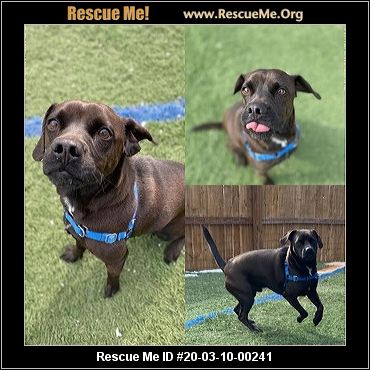 - Colorado Lab Rescue - ADOPTIONS - Rescue Me!