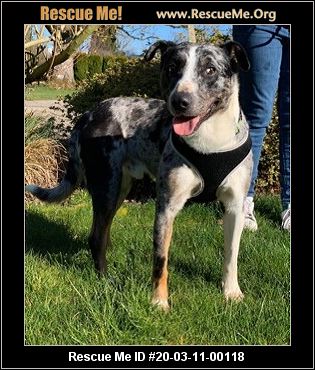 - Oregon Dog Rescue - ADOPTIONS - Rescue Me!