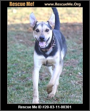 - Virginia Dog Rescue - ADOPTIONS - Rescue Me!