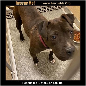 - Colorado Lab Rescue - ADOPTIONS - Rescue Me!