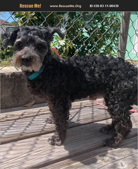 ADOPT 20031100439 ~ Schnauzer Rescue ~ Collier County, FL