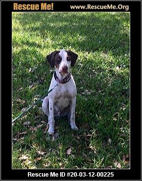 - FLORIDA POINTER RESCUE - New Smyrna Beach, FL - AVAILABLE PETS