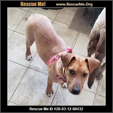- Colorado Lab Rescue - ADOPTIONS - Rescue Me!