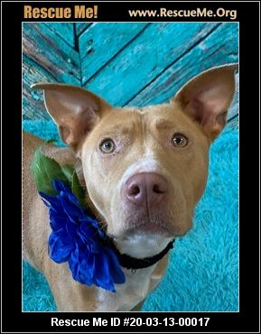 - Michigan Dog Rescue - ADOPTIONS - Rescue Me!