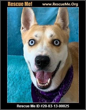 - Michigan Dog Rescue - ADOPTIONS - Rescue Me!