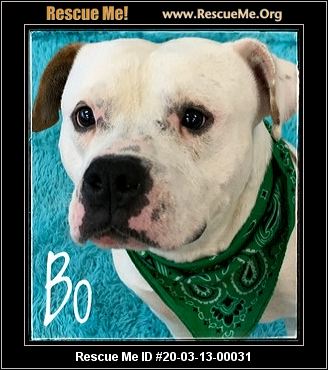 - Michigan Dog Rescue - ADOPTIONS - Rescue Me!