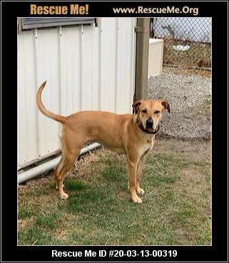 - Ohio German Shepherd Rescue - ADOPTIONS - Rescue Me!