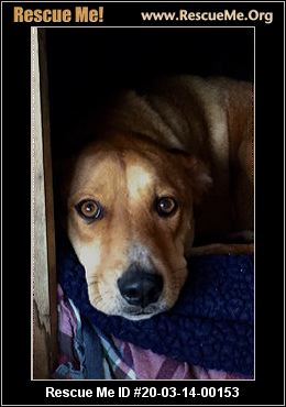 - Colorado Lab Rescue - ADOPTIONS - Rescue Me!