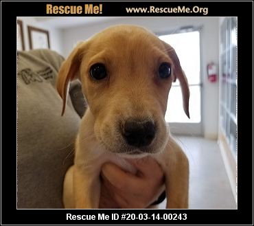 - Colorado Lab Rescue - ADOPTIONS - Rescue Me!