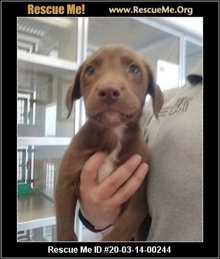 - Colorado Lab Rescue - ADOPTIONS - Rescue Me!