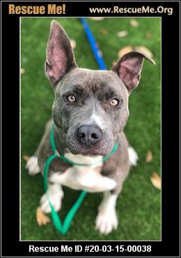 - Florida Pit Bull Rescue - ADOPTIONS - Rescue Me!