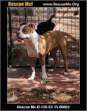 - Texas Pit Bull Rescue - ADOPTIONS - Rescue Me!
