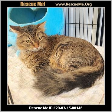 - Missouri Cat Rescue - ADOPTIONS - Rescue Me!