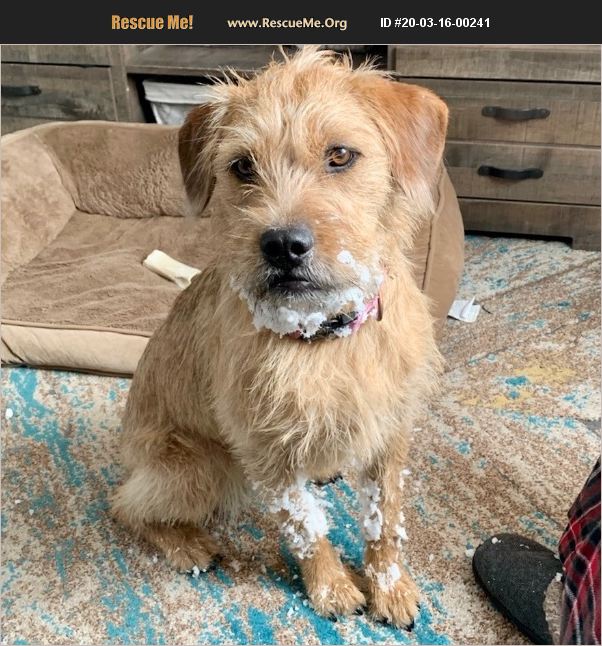 ADOPT 20031600241 ~ Border Terrier Rescue ~ Aurora, CO