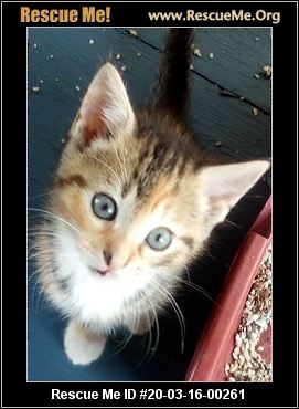 - Florida Cat Rescue - ADOPTIONS - Rescue Me!