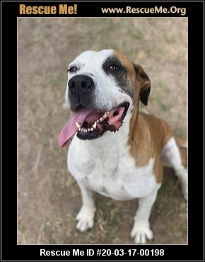 - Texas Saint Bernard Rescue - ADOPTIONS - Rescue Me!