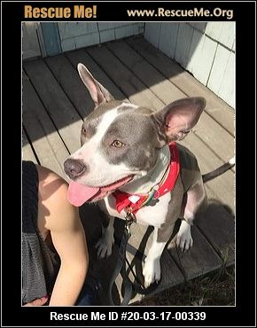 - Oregon Dog Rescue - ADOPTIONS - Rescue Me!