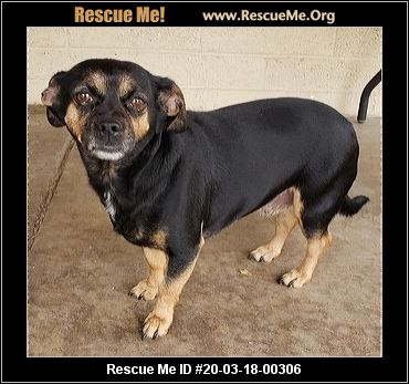- Arizona Dachshund Rescue - ADOPTIONS - Rescue Me!