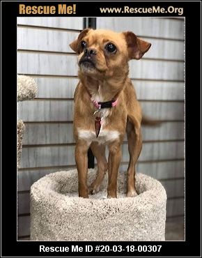 - Florida Chihuahua Rescue - ADOPTIONS - Rescue Me!