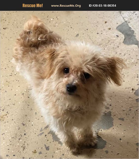 ADOPT 20031800354 ~ Maltese Rescue ~ Indianapolis, IN