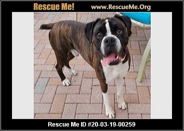 - Texas Boxer Rescue - ADOPTIONS - Rescue Me!