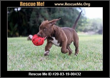 - Florida Dog Rescue - ADOPTIONS - Rescue Me!