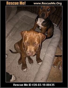 - Florida Dog Rescue - ADOPTIONS - Rescue Me!