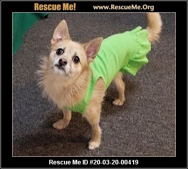 - Florida Dog Rescue - ADOPTIONS - Rescue Me!