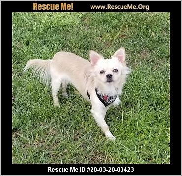 - Florida Dog Rescue - ADOPTIONS - Rescue Me!