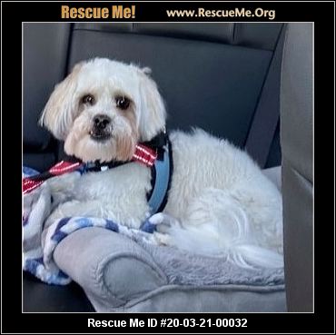 - Florida Dog Rescue - ADOPTIONS - Rescue Me!