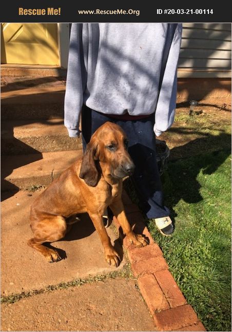 ADOPT 20032100114 ~ Bloodhound Rescue ~ Kingfisher, OK