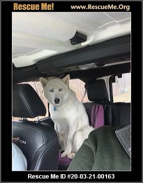 - Ohio Siberian Husky Rescue - ADOPTIONS - Rescue Me!