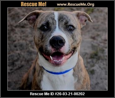 - Florida Dog Rescue - ADOPTIONS - Rescue Me!