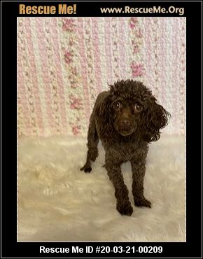 - Kansas Dog Rescue - ADOPTIONS - Rescue Me!