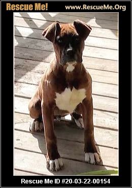 - Missouri Boxer Rescue - ADOPTIONS - Rescue Me!