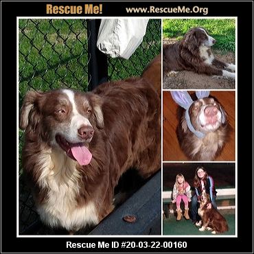 - Texas Australian Shepherd Rescue - ADOPTIONS - Rescue Me!