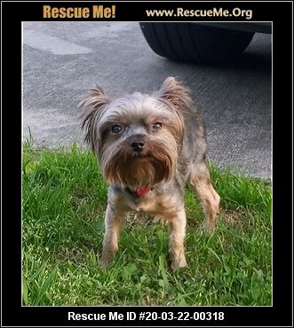 - Texas Yorkie Rescue - ADOPTIONS - Rescue Me!