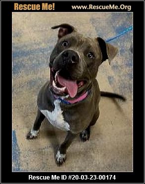 - Florida Dog Rescue - ADOPTIONS - Rescue Me!