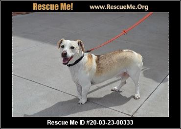 - Arizona Dog Rescue - ADOPTIONS - Rescue Me!