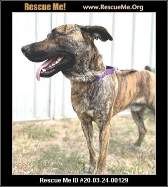 - Florida Dog Rescue - ADOPTIONS - Rescue Me!