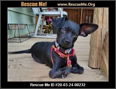 - Virginia Dog Rescue - ADOPTIONS - Rescue Me!